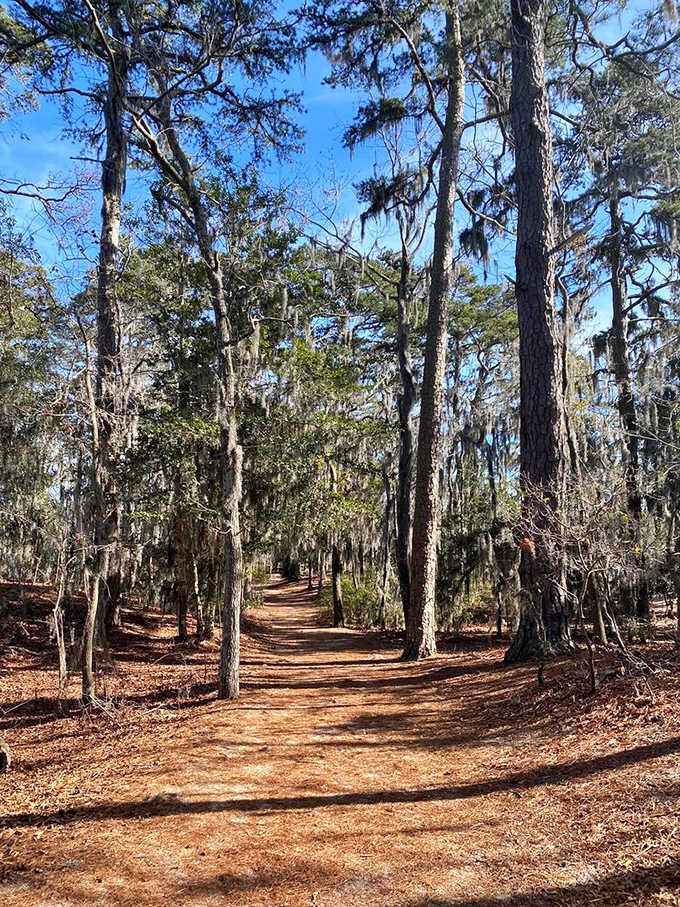 The shoreline becomes an impromptu art gallery where driftwood gets a colorful second life and visitors find the perfect contemplation perch. 
