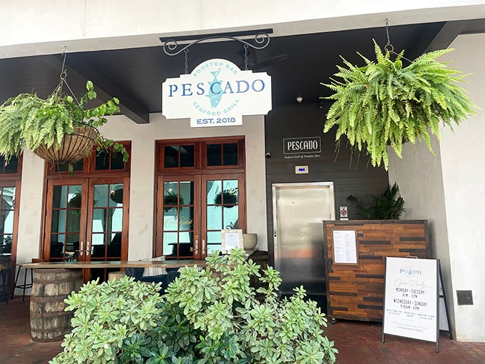 Pescado's entrance exudes coastal elegance with hanging ferns and wooden accents. The kind of place where seafood arrives so fresh it practically introduces itself.