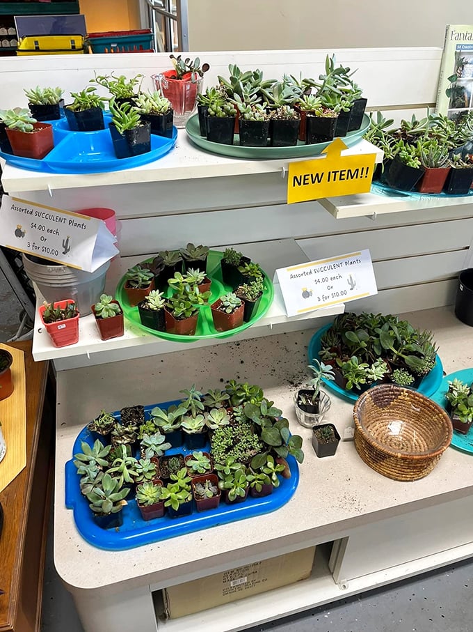 Succulent heaven for plant parents with commitment issues. These low-maintenance greenery options bring life to your windowsill without demanding attention.