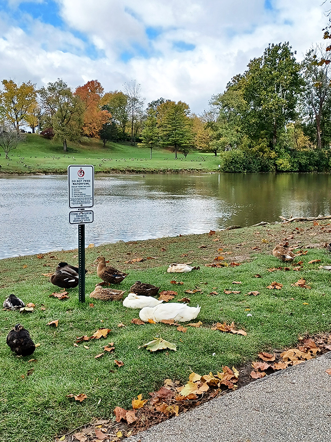 The nearby pond attracts ducks who've clearly got excellent taste in historic real estate.