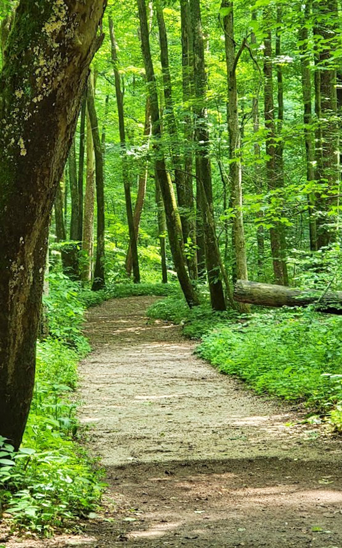 The path less photographed. Trail 5 winds through a verdant cathedral of trees where dappled sunlight creates nature's stained glass effect.