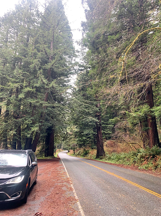 Morning mist clings to the asphalt, reluctant to surrender to the day. Drive slowly – magic deserves your full attention.