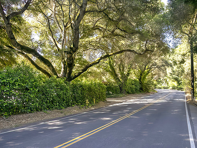 Dappled sunlight creates nature's disco ball effect on this tree-canopied stretch, where ancient oaks reach across the road in a leafy embrace.