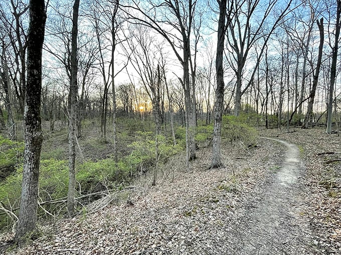 Simpson Forest provides the kind of natural escape that makes you forget civilization is minutes away.