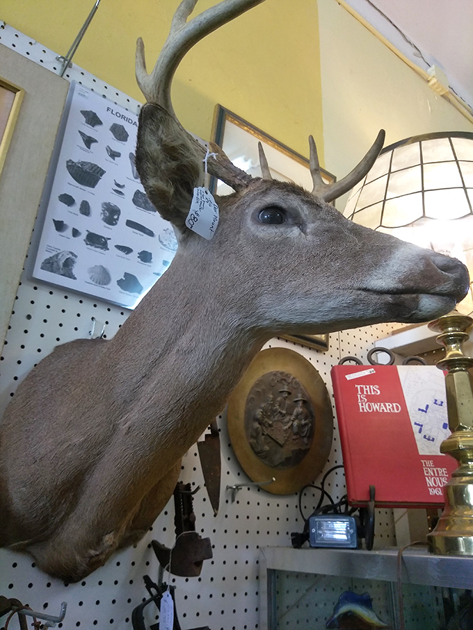 This mounted deer head has seen things. Now he's ready to be the silent, slightly judgmental observer of your dinner parties.