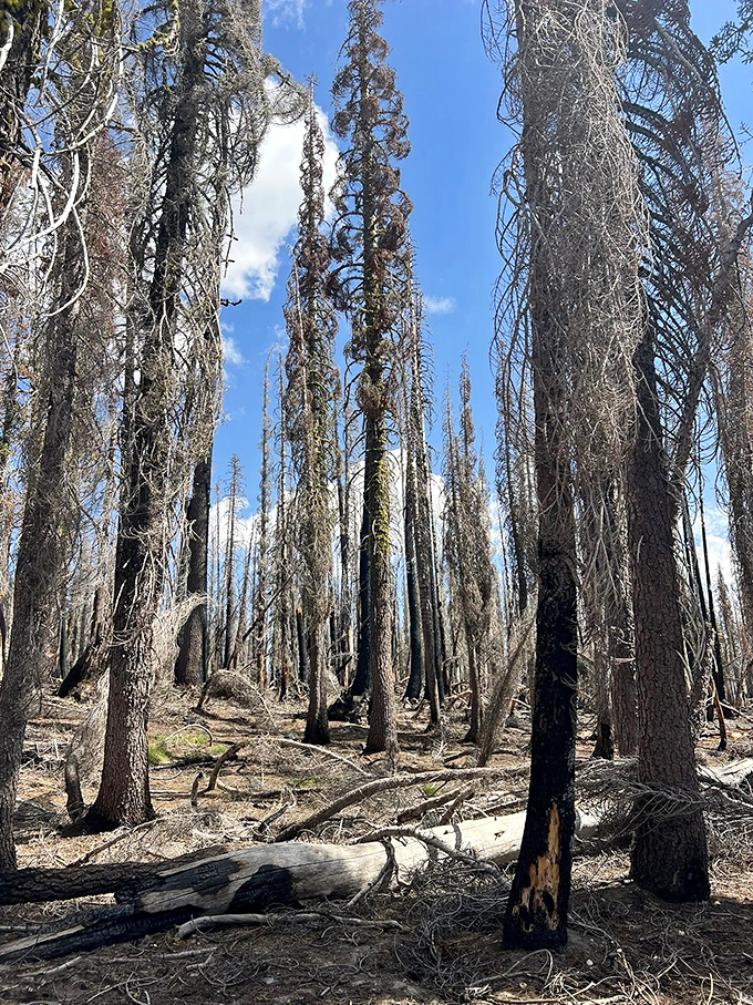 Nature's haunting art gallery: fire-scarred trees reach skyward like sculptures, telling stories of resilience against impossible odds.