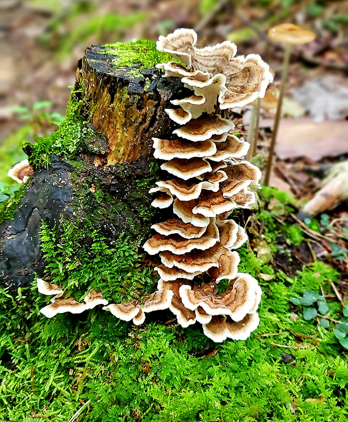 Nature's tiered wedding cake: Turkey Tail mushrooms adorning their mossy home. A miniature ecosystem that's as intricate as any human creation.