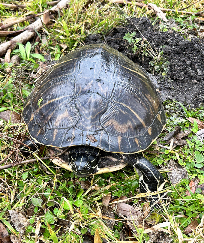 This turtle isn't just crossing the road to get to the other side&mdash;he's on a prehistoric mission that's been in his family for millions of years.