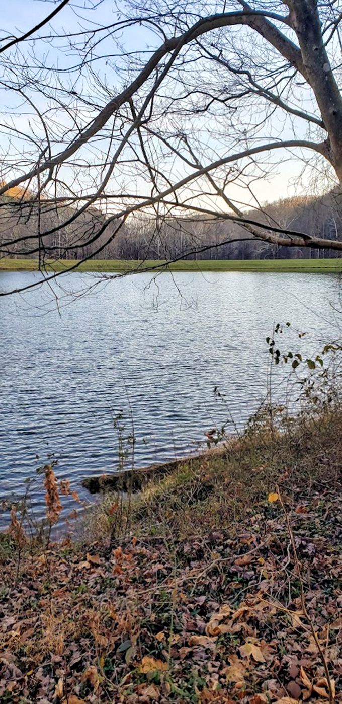 Winter's quiet lakeside reflection. The dormant season reveals Tar Hollow's bones&mdash;elegant, austere, and somehow more honest than its showier seasonal personalities. 