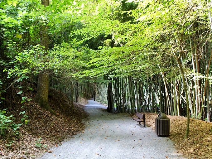 Bamboo creates a natural tunnel along this walking trail, offering shade and serenity to hikers seeking a peaceful nature escape.