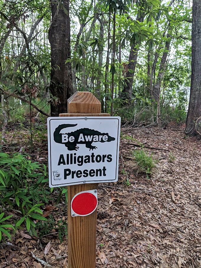 Reptilian neighbors: this friendly reminder that we're visitors in alligator country adds a thrilling edge to your peaceful nature walk.