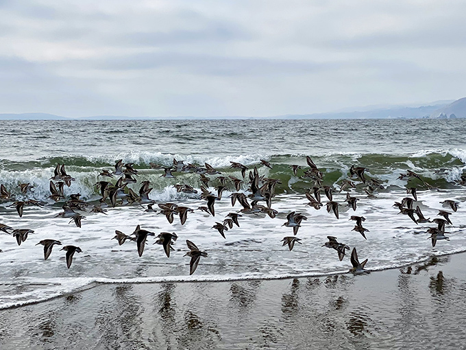 Nature's aerial ballet&mdash;shorebirds demonstrating perfect formation flying that would make the Blue Angels take notes.