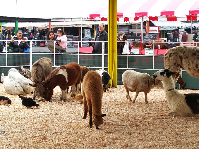 The petting zoo brings farm-to-market education for city kids who think eggs originate in cardboard containers. Cuteness overload with a side of life lessons.