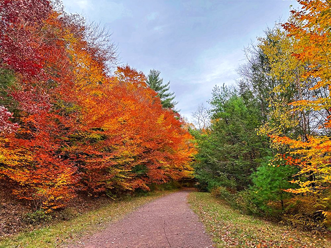 Autumn transforms ordinary trails into corridors of fiery splendor. Walking through feels like being inside a living impressionist painting.