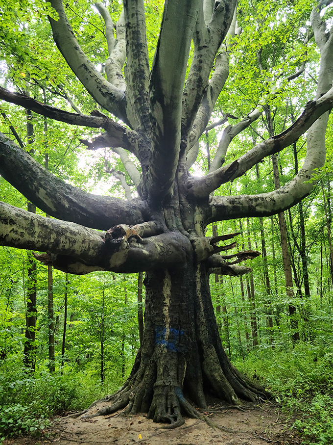 This majestic beech tree didn't get this impressive by accident. Centuries of patience created nature's cathedral, complete with leafy stained glass.
