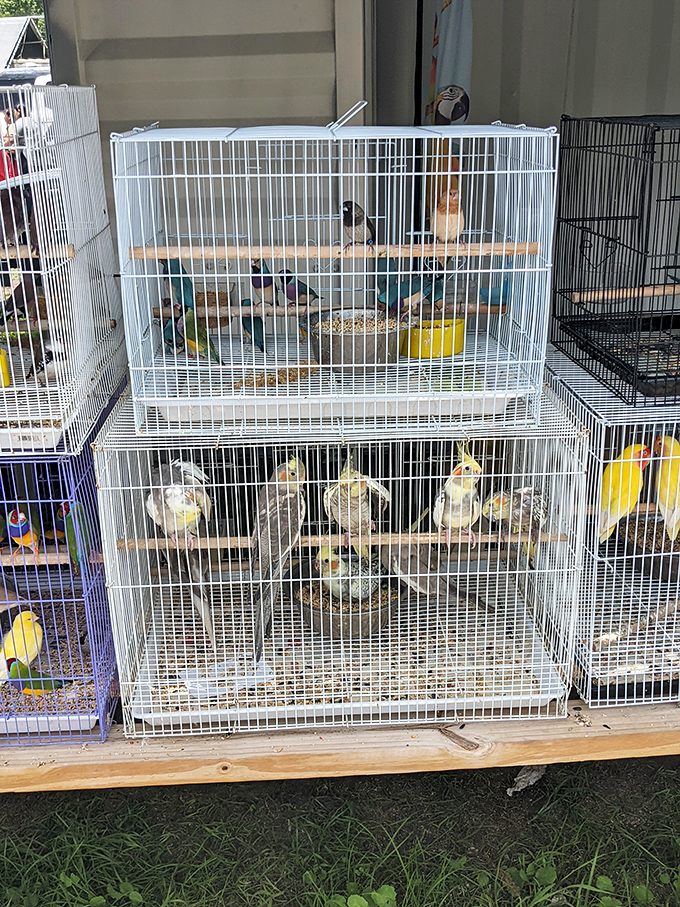 Feathered roommates waiting for adoption&mdash;these birds offer companionship with occasional opera performances, no Netflix subscription required.