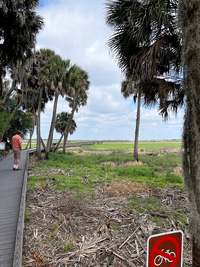 The boardwalk stretches through palm sentinels standing guard over marshlands that haven't changed their look in centuries.
