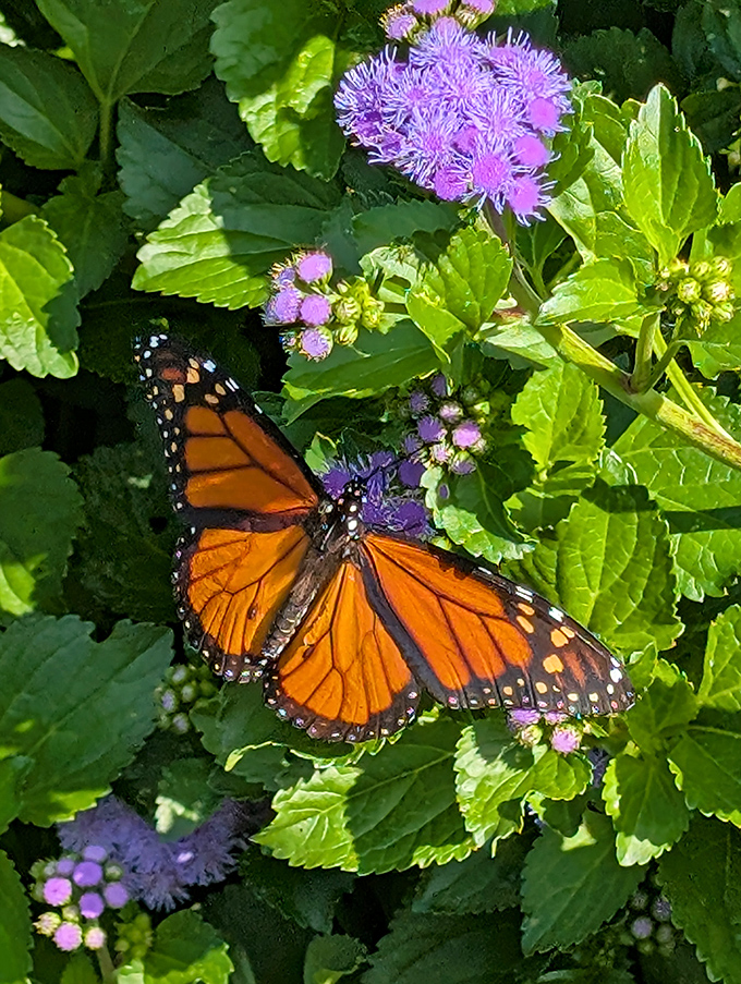 Nature's stained glass window&mdash;a monarch butterfly showing off colors that would make a sunset jealous. Fashion inspiration that actually flies.