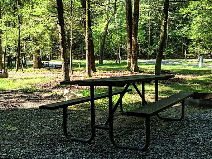 Camping spots where your neighbors are trees and the rent is basically free.