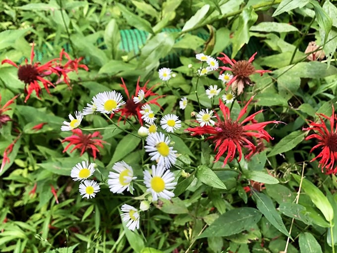 Wildflowers create nature's own confetti celebration along the trail, with bee balm and daisies hosting Pennsylvania's tiniest garden party.