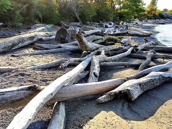 Nature's artistic side: driftwood sculptures created by Lake Erie herself, arranged in a gallery that changes with every storm.