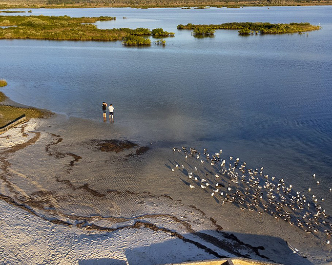 Where land meets water, Pine Island creates magical moments &ndash; like these visitors communing with a gathering of curious shorebirds.