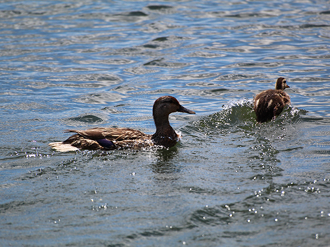 Even the ducks know a good thing when they see it, making Glendale Lake their playground and dining room.