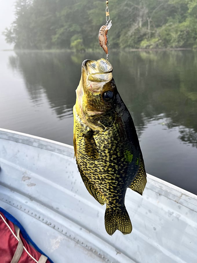 A freshly caught crappie dangles triumphantly, its speckled pattern more intricate than the most expensive designer print in Milan.