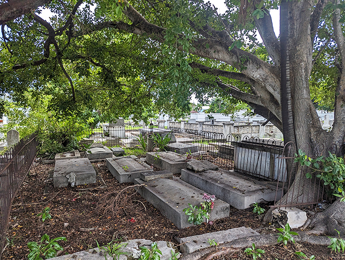 Beneath this magnificent tree, generations rest in dappled shade&mdash;nature providing the ultimate canopy for eternal afternoon naps.