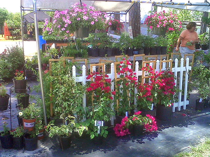 A garden center that puts big box stores to shame. Those vibrant petunias and hanging baskets are practically shouting, "Take me home!"