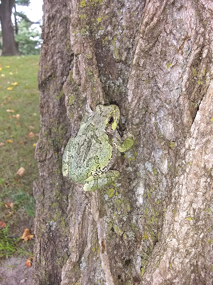 Nature's master of disguise. This tiny tree frog demonstrates why slowing down and looking closely rewards the patient park visitor.