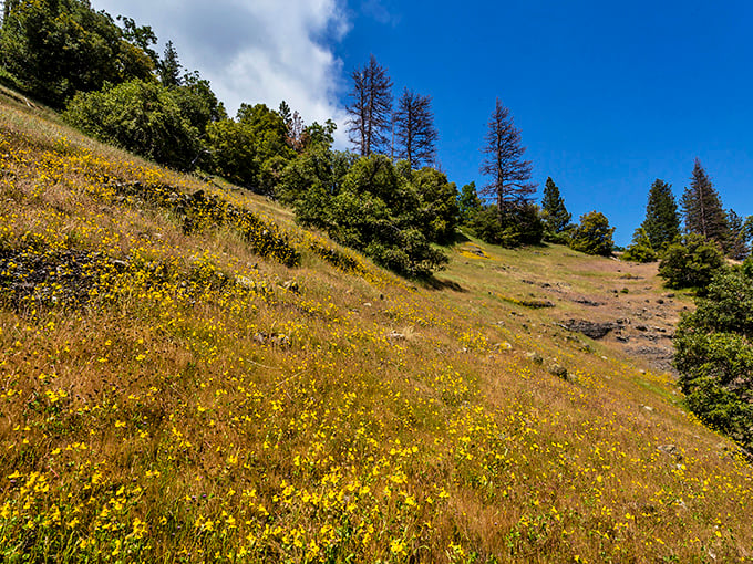 Hillsides ablaze with golden wildflowers create a scene straight out of a fantasy novel. California showing off its natural bling.