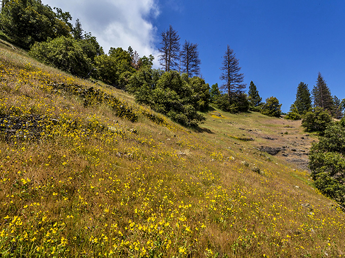 Golden hillsides dotted with wildflowers prove California knows how to do summer right, even at elevation.