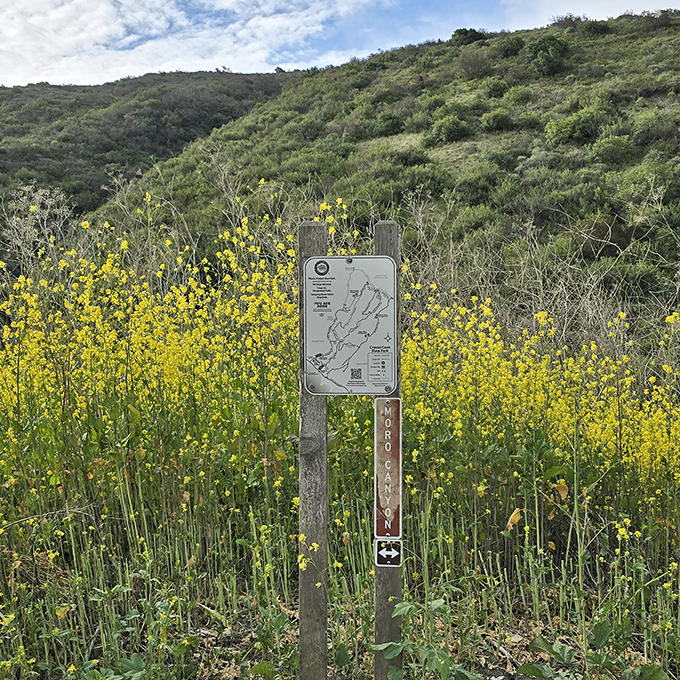 Trail markers surrounded by mustard flowers &ndash; nature's way of saying "follow the yellow brick road" to coastal views that rival Oz.