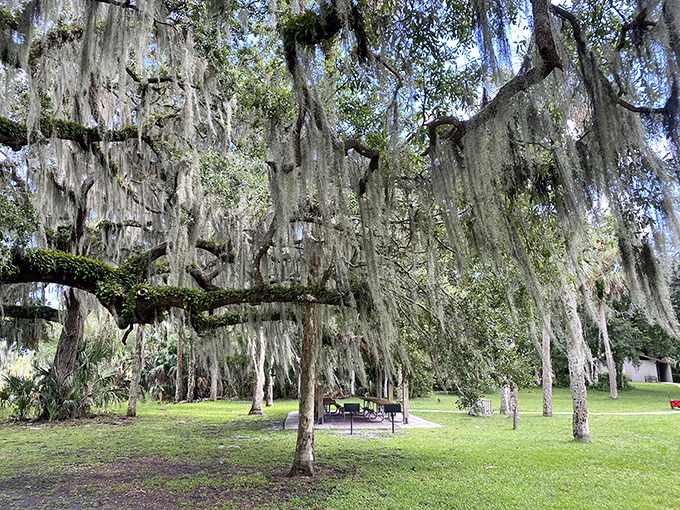 Spanish moss drapes these ancient oaks like nature's own interior decorator, creating living sculptures that change with every breeze.