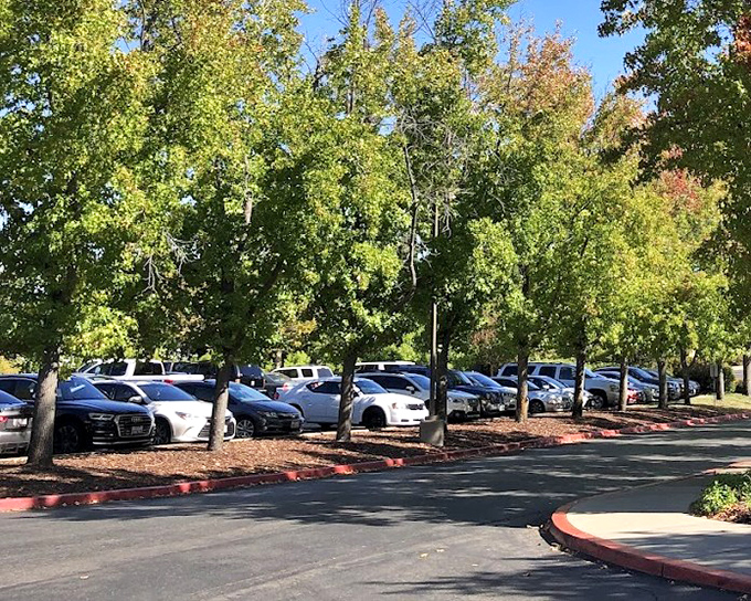 Even the parking area offers shade from towering trees &ndash; nature's way of ensuring your car doesn't become an oven while you're inside becoming a shopping champion.