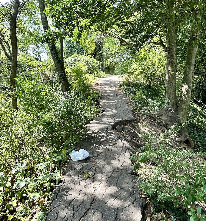 Nature's hallway, dappled with sunshine. This shaded path invites wanderers to discover what treasures hide just around the bend.