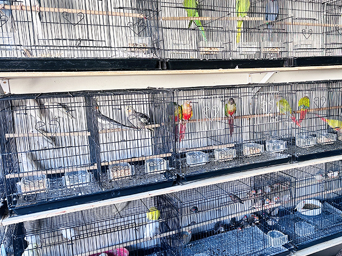 The bird department&mdash;where feathered friends chirp and flutter, reminding shoppers that pets, too, can be among the day's treasures.