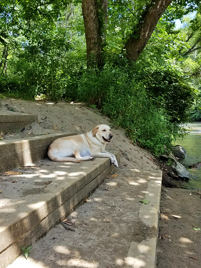 Even dogs know a good thing when they see it &ndash; this lab has found the perfect spot for contemplating the meaning of "good boy."