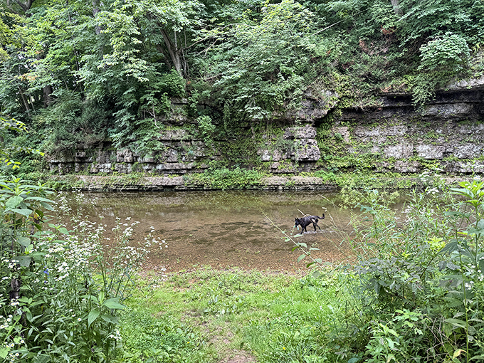Even dogs understand the magic here, wading through clear waters while contemplating the simple joy of being present.