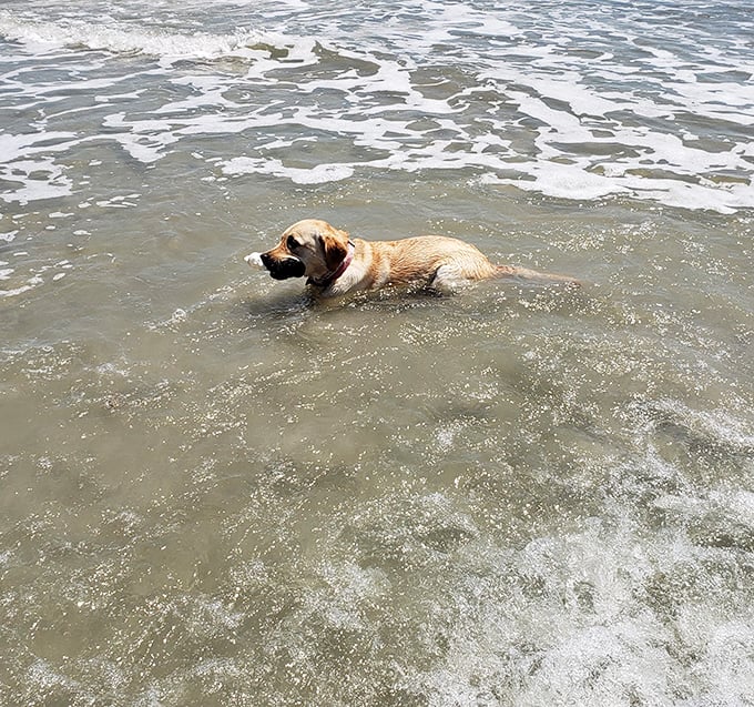 Dogs understand vacation better than humans. This happy pup demonstrates the proper way to enjoy the Atlantic &ndash; fully immersed.