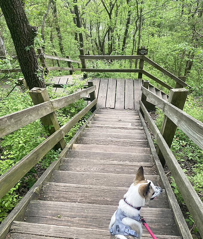 Even four-legged hikers appreciate these well-maintained wooden walkways. That look says, "Are we stopping for treats at the summit?"