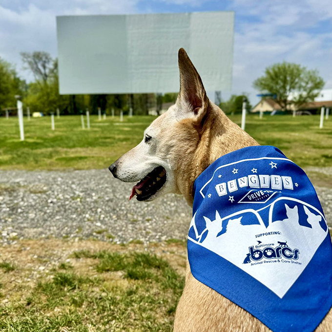 Even four-legged film critics get to enjoy the show. This canine reviewer seems particularly impressed with the screen-to-snack ratio.