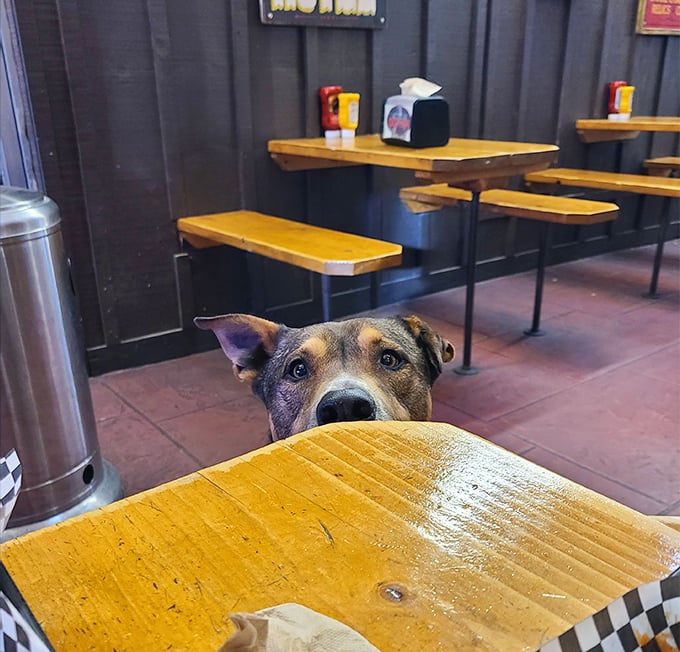 Even four-legged friends know where the good stuff is. Those eyes say, "I've made better life choices than you."