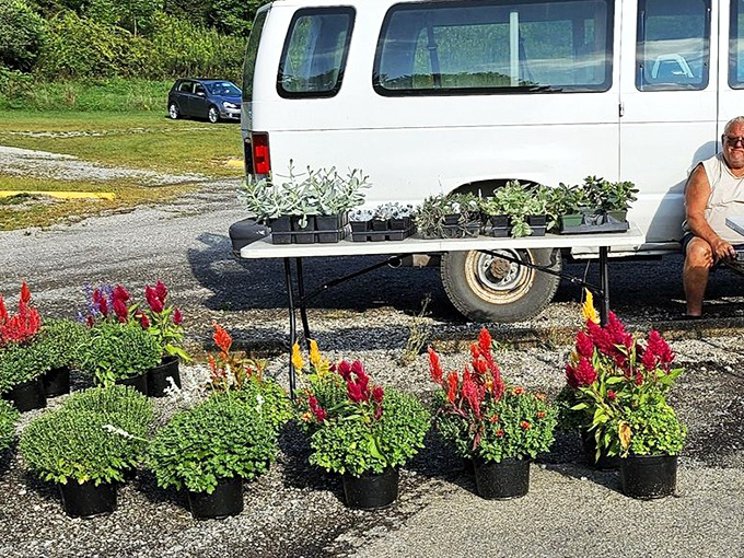 Green thumbs rejoice at plant offerings that won't judge your previous botanical failures or water-forgetting tendencies.