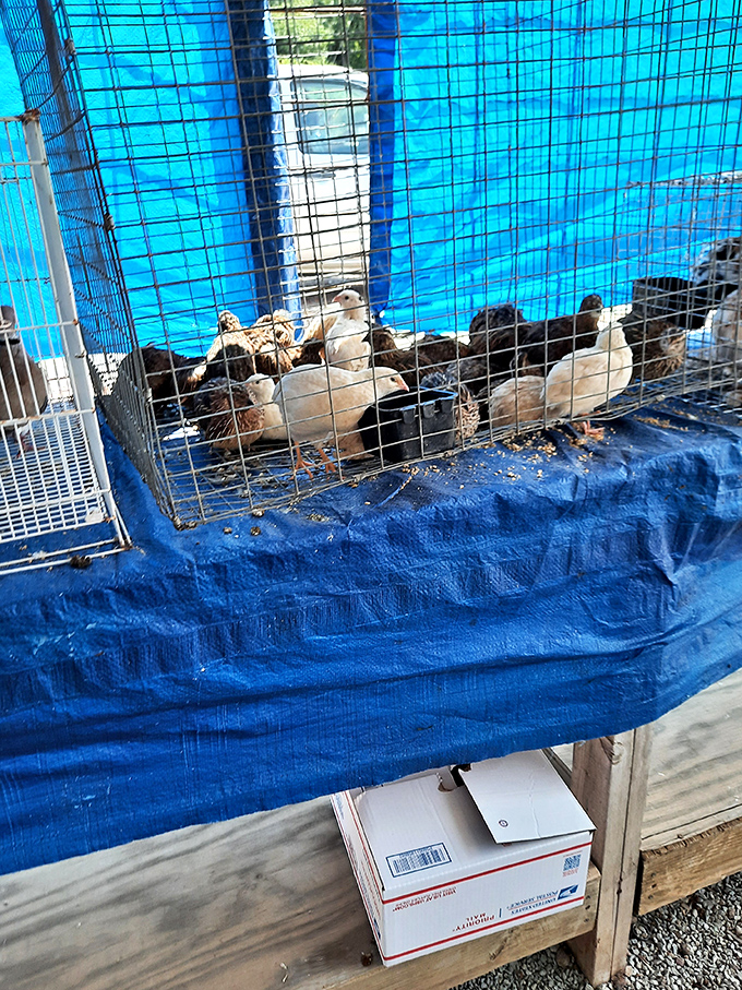 Farm-fresh opportunity clucks behind wire mesh&mdash;these feathered friends represent rural Tennessee's practical approach to both pets and breakfast possibilities.