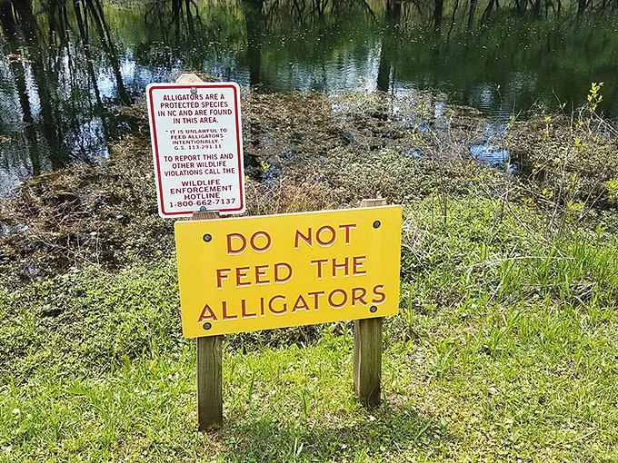 Signs that remind you this isn't Disney&mdash;these are real alligators living their best lives in their natural habitat.