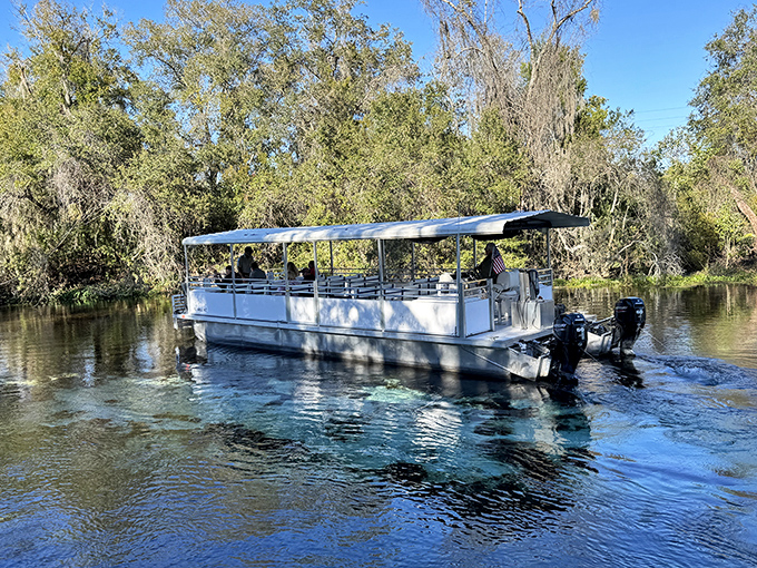 The riverboat cruise: perfect for those who want to experience nature without testing their relationship with sunscreen and mosquito repellent.