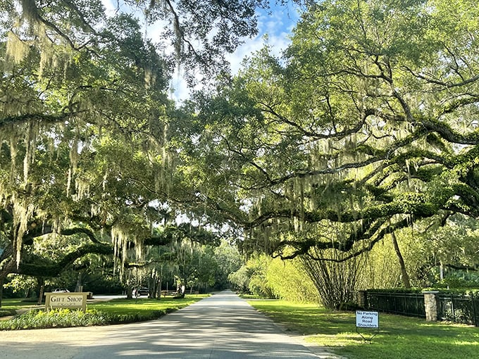 Spanish moss highway: This tree-lined entrance road creates a natural cathedral ceiling that whispers, "You've arrived somewhere special."