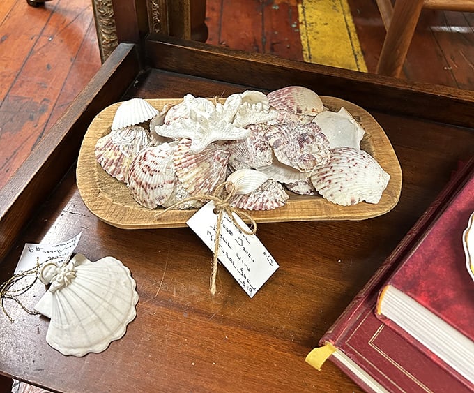 Seashells collected by someone who clearly took "bring me back something from the beach" very seriously. Ocean memories preserved on weathered wood.